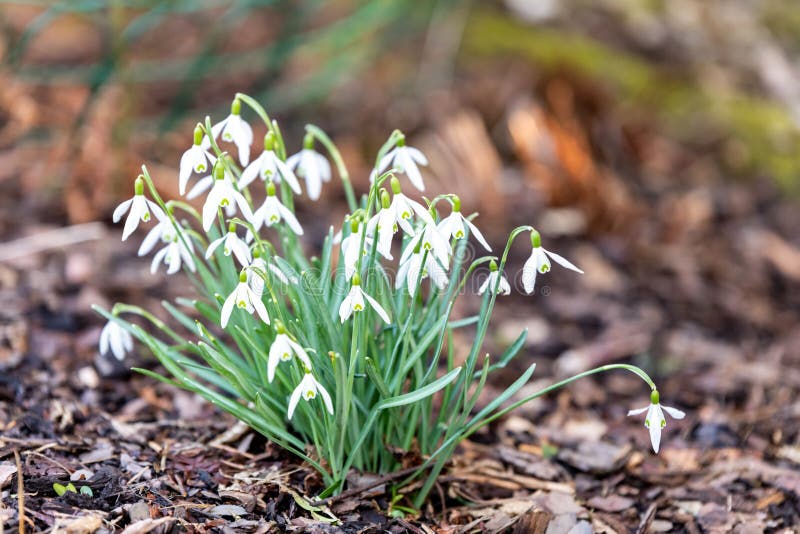 Snowdrop growing on ground stock photo. Image of snowdrops - 125191456