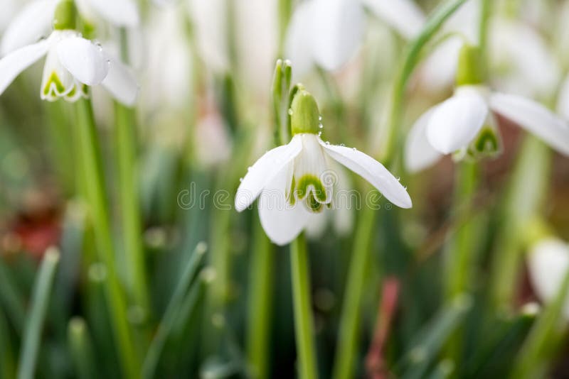 Snowdrop Growing on the Ground Stock Photo - Image of forest, galanthus ...