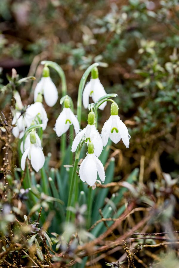 Snowdrop Growing on the Ground Stock Photo - Image of leaf, field ...