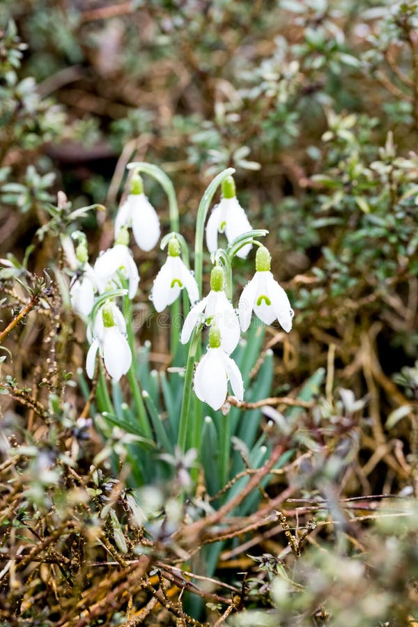 Snowdrop growing on ground stock image. Image of harbingers - 125183219