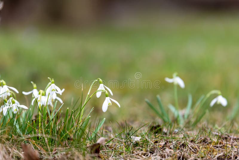 Snowdrop growing on ground stock image. Image of harbingers - 125183219