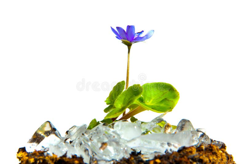 Snowdrop Growing on the Ground Stock Photo - Image of forest, galanthus ...