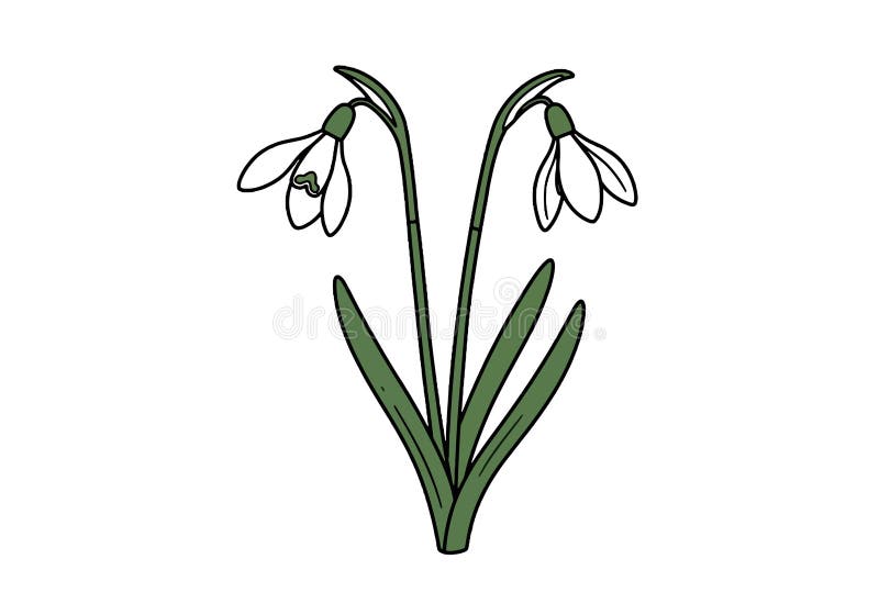 Snowdrop Illustration stock illustration. Illustration of fresh - 359316329