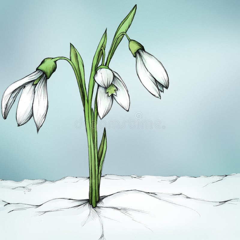 Snowdrop stock illustration. Illustration of sketch, drawing - 47871303