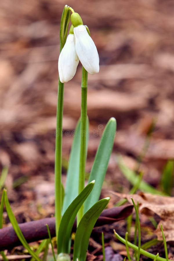 Snowdrop Isolated, Spring, Macro Botany Stock Photo - Image of blossom ...
