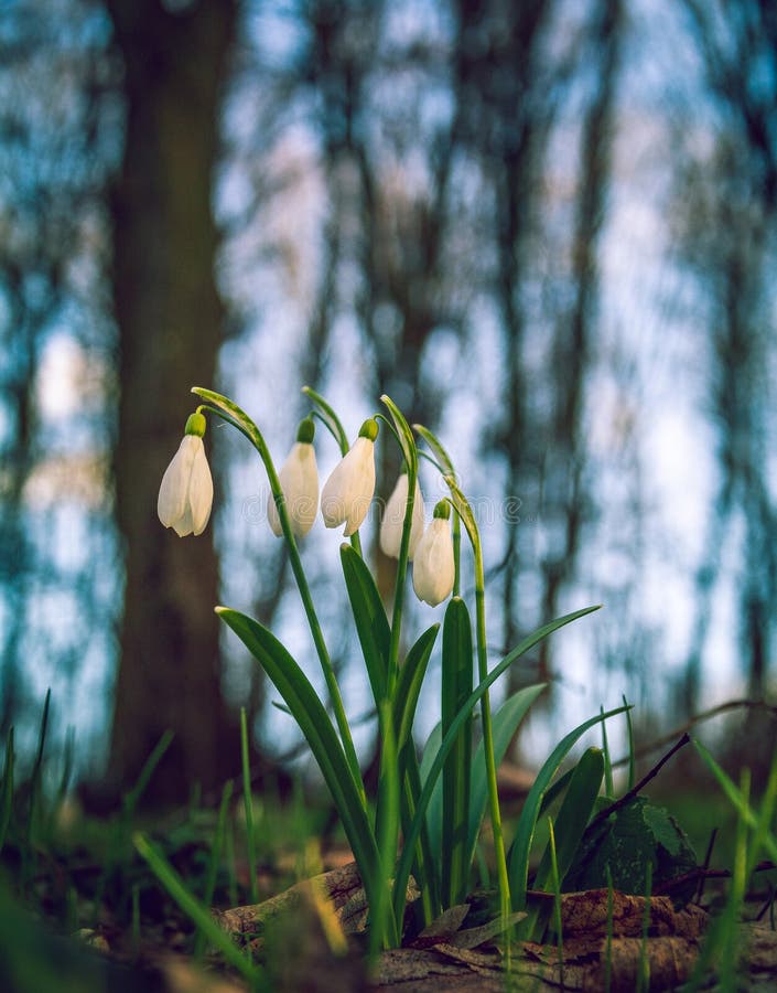 Snowdrop stock image. Image of isolated, blue, leaf - 172479719