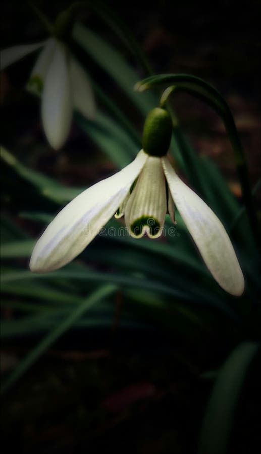 Snowdrop stock image. Image of garden, plants, detail - 90022055