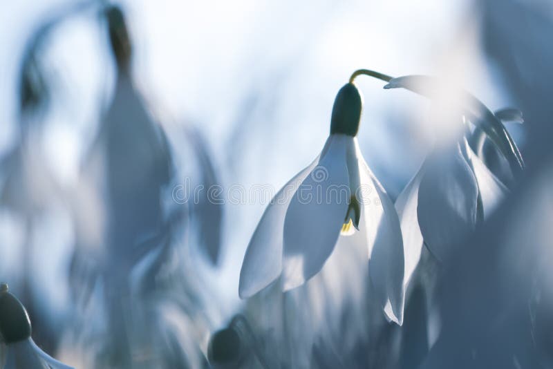 A Snowdrop in Pastel Light Blue Stock Image - Image of galanthus, bloom ...