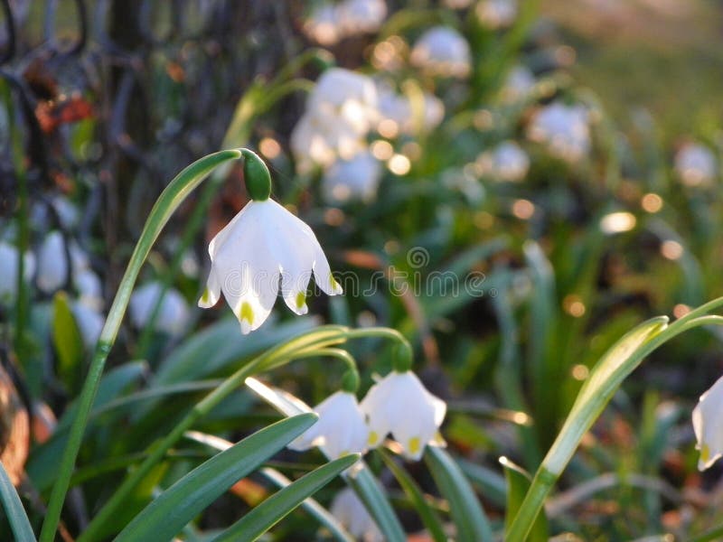 Snowdrop in sunset light stock photo. Image of abstract - 62670018