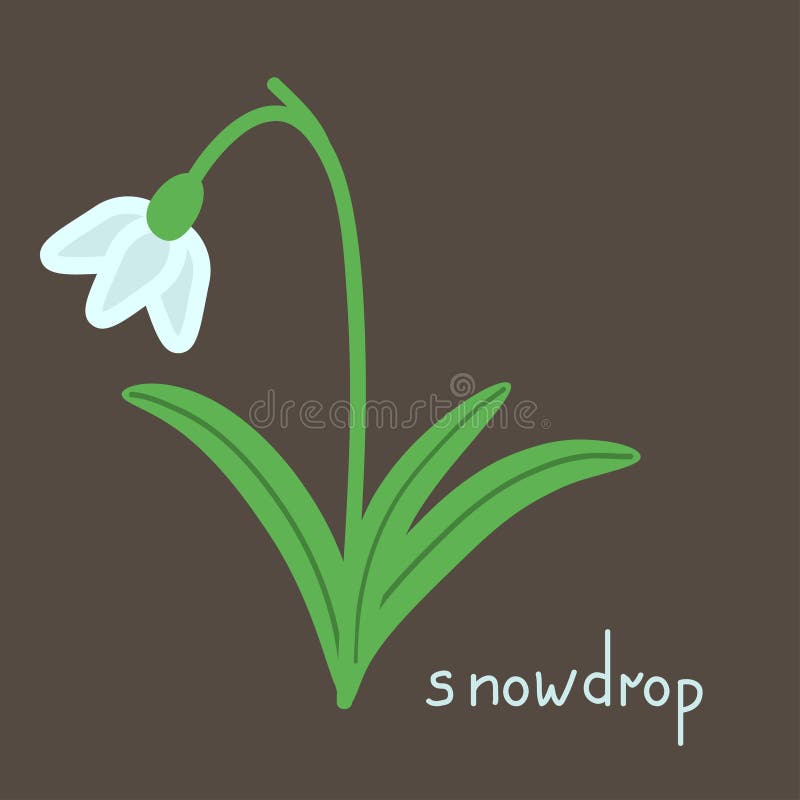 Snowdrop Plant Illustration Stock Vector - Illustration of vector, icon ...