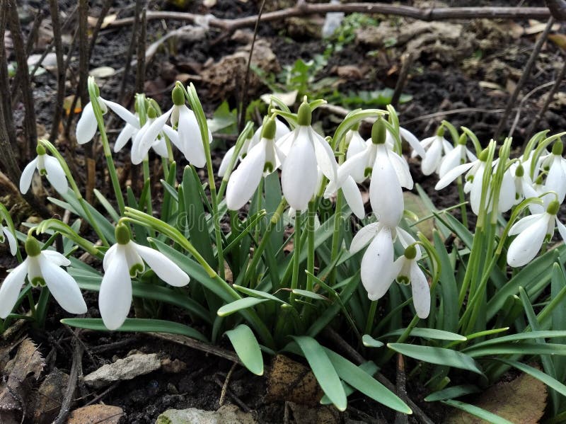 Snowdrop, Primrose. Sparkling Flowers. Stock Photo - Image of fresh ...