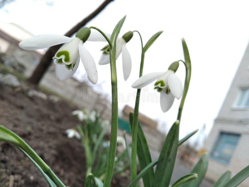 Snowdrop, Primrose. Sparkling Flowers Stock Image - Image of snowdrop ...
