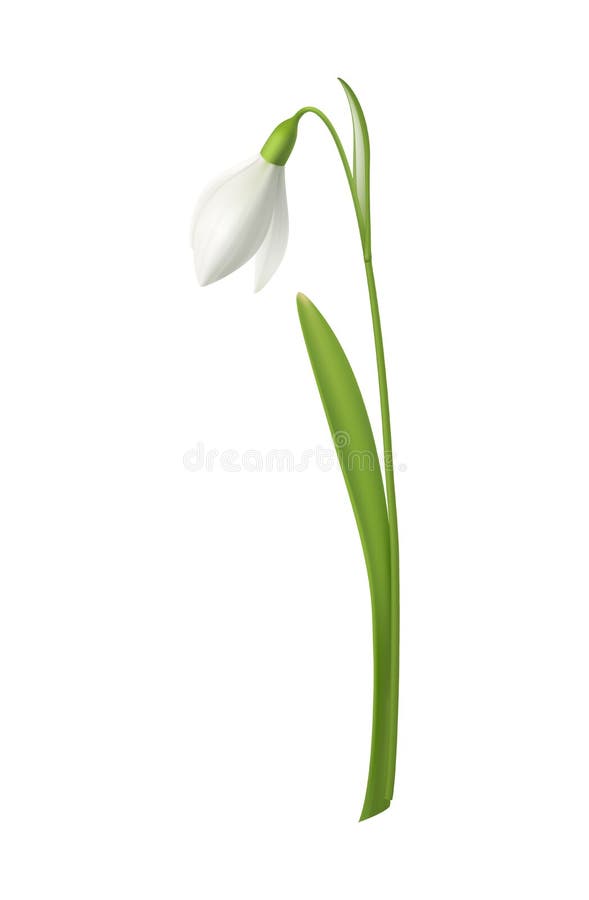 Snowdrop Realistic Illustration Stock Illustration - Illustration of ...