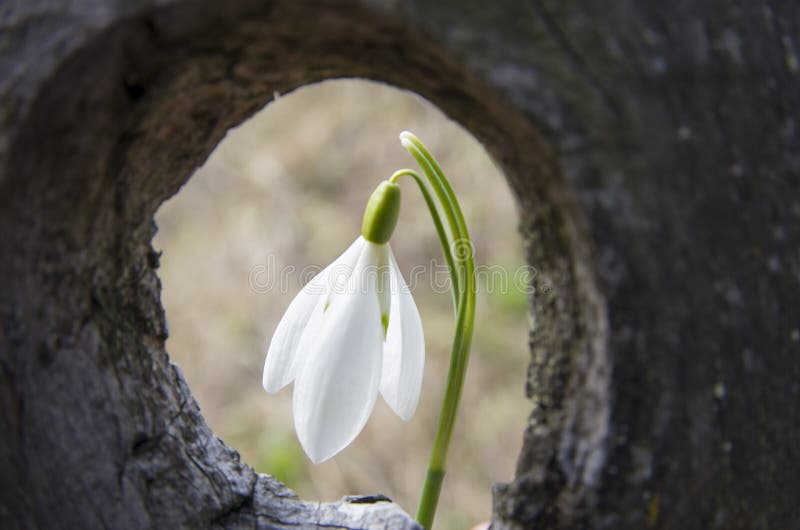 Snowdrop Seen through Tree Hole Stock Image - Image of floral, meadow ...