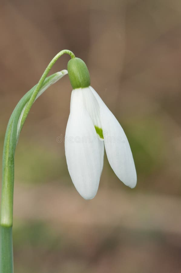 Snowdrop Singled Out from the Rest Stock Image - Image of beauty ...