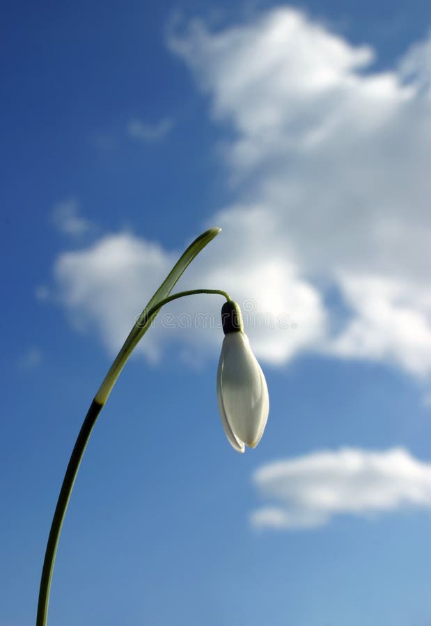 Snowdrop on sky stock photo. Image of pure, fragrance, virgin - 92342