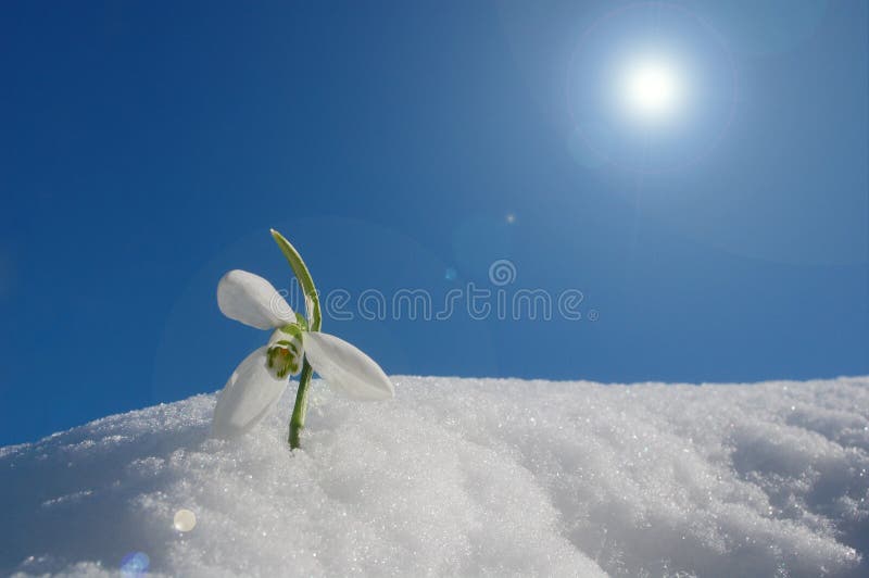 Daisy in the snow stock photo. Image of petals, snow - 13300636