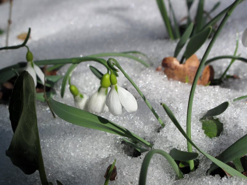 Snowdrops in snow stock photo. Image of outdoor, drop - 22958470