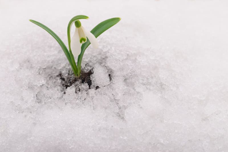 Snowdrop and Snow stock image. Image of color, winter - 271142477