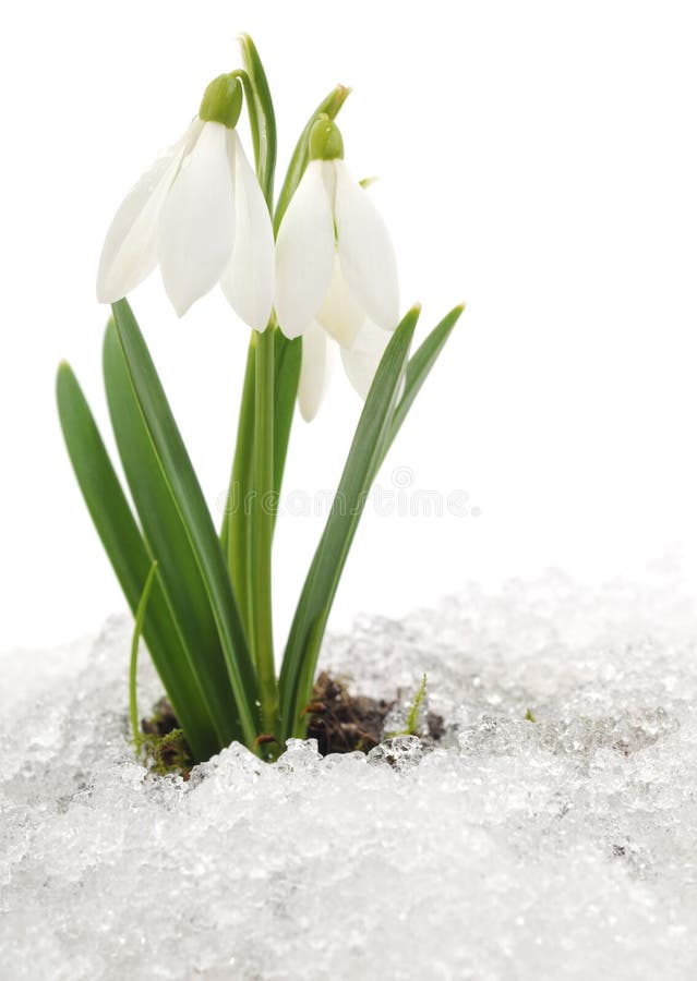 Snowdrop and Snow stock photo. Image of outdoors, blossom - 27535586