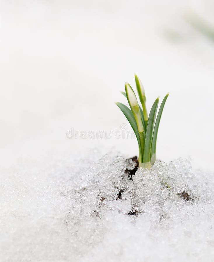 Snowdrop and Snow stock photo. Image of outdoors, blossom - 27535586