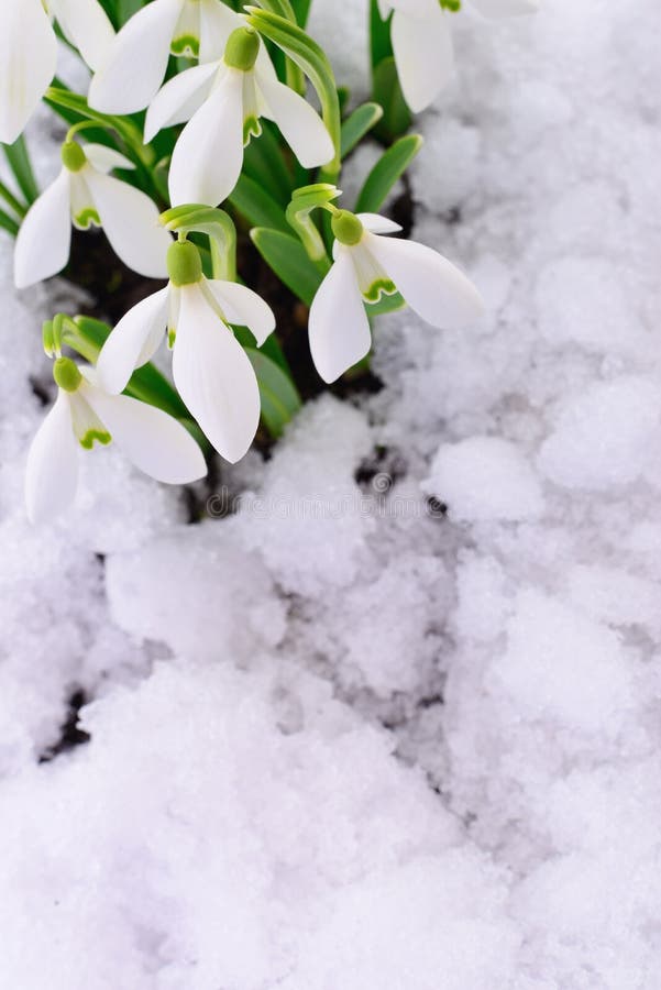 Snowdrop and Snow stock photo. Image of nature, march - 89024424