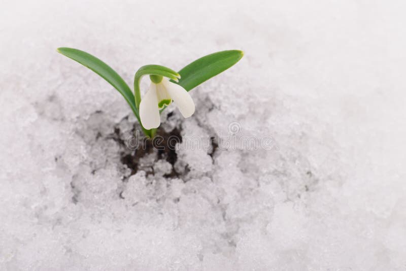 Snowdrop and Snow stock photo. Image of cold, snowdrop - 308840828