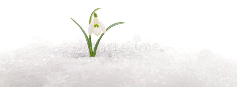 Snowdrop and Snow stock image. Image of growth, snow - 308840831