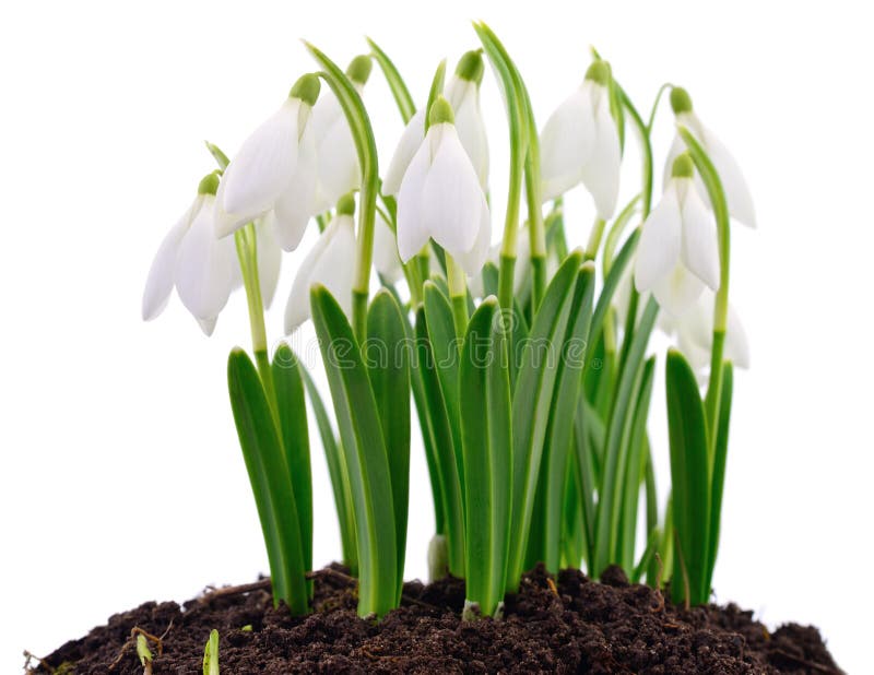 Snowdrop and Snow stock photo. Image of outdoors, blossom - 27535586