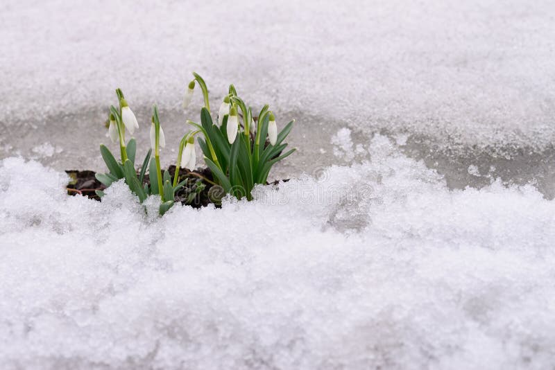 Snowdrop and Snow stock photo. Image of outdoors, blossom - 27535586