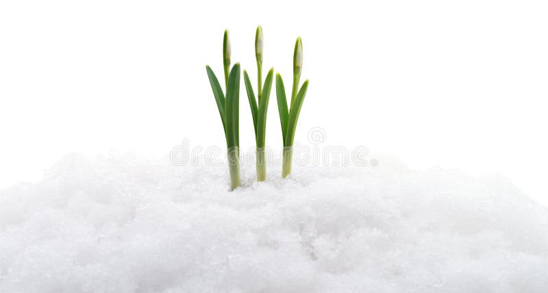 Snowdrop and snow. stock photo. Image of green, blossom - 111116316