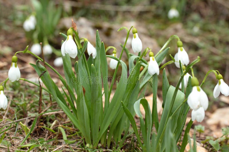 Snowdrop stock image. Image of field, bloom, garden - 188865349