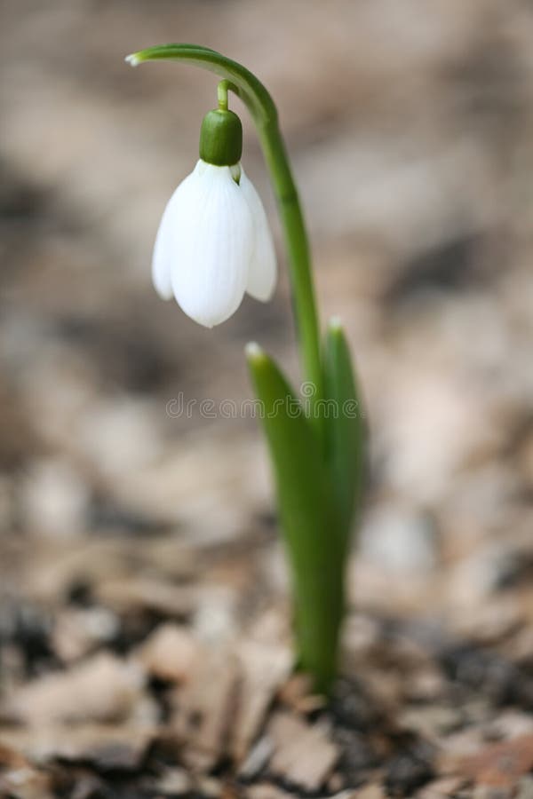 Snowdrop Spring Flowers. Delicate Snowdrop Flower is One of the Spring ...