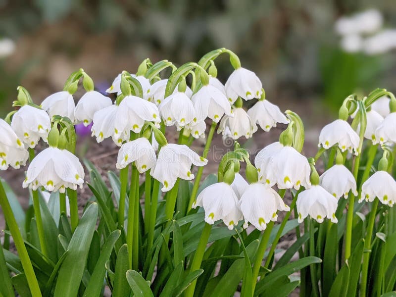 Snowdrop Spring Flowers. Delicate Fresh Green White Snowdrop Growing in ... Snowdrop Spring Flowers. Delicate Fresh Green White Snowdrop Growing in ...