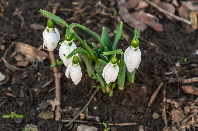 Snowdrop Spring Flowers. Snowdrop Snowdrop Forest Gardens Stock Photo ...
