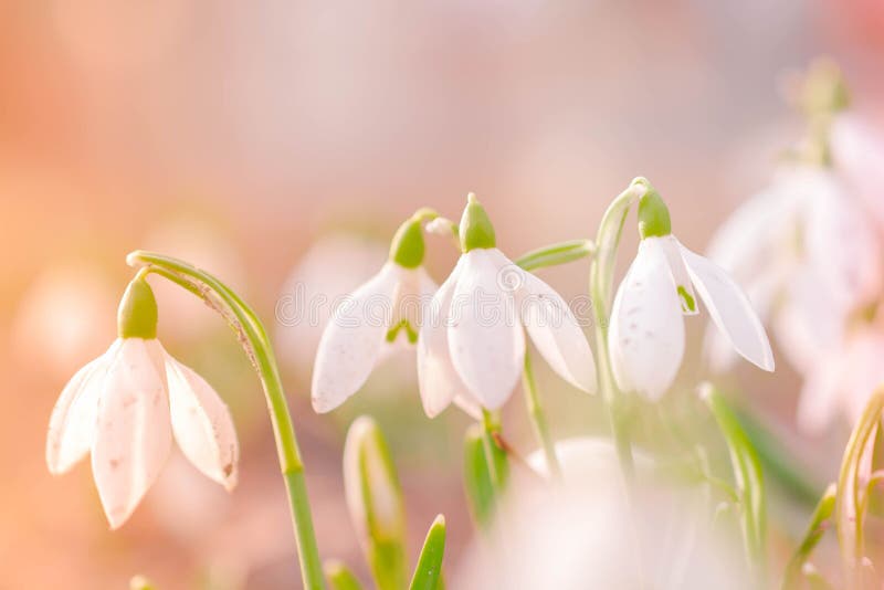 Snowdrop Spring Flowers in the Forest with Sun Stock Image - Image of ...