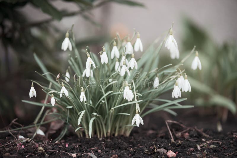 Snowdrop Spring Flowers the Garden, the First Tender Plants Stock Photo ...