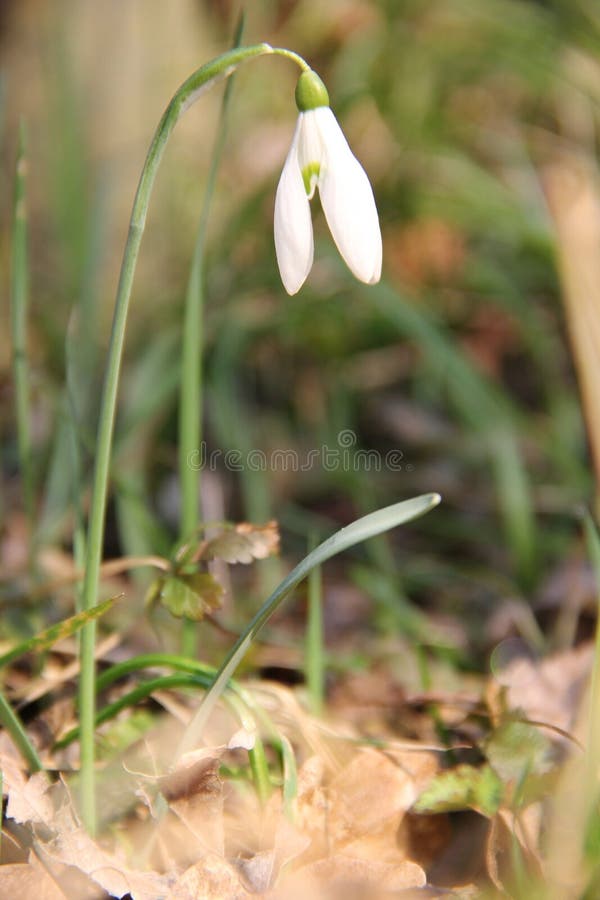 Snowdrop in the spring stock photo. Image of flower - 269830402