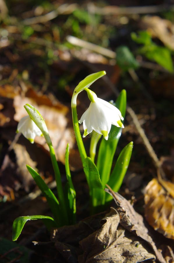 Snowdrop stock image. Image of lone, forest, brave, green - 60675689