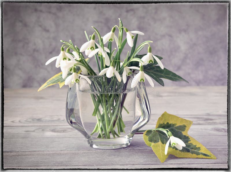 1,308 Still Life Snowdrop Stock Photos - Free & Royalty-Free Stock ...