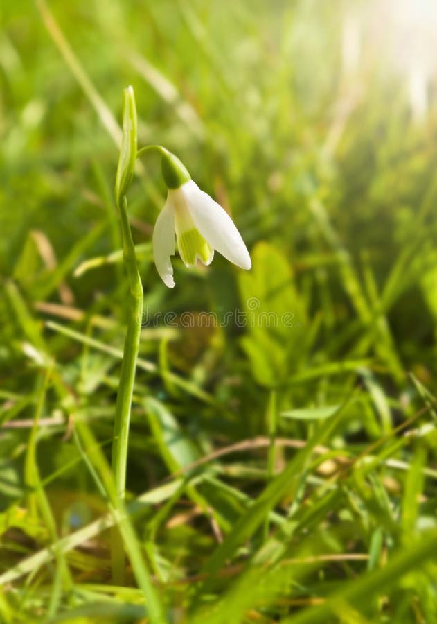 Snowdrop in sun stock photo. Image of botanic, leaf, blossom - 49384924