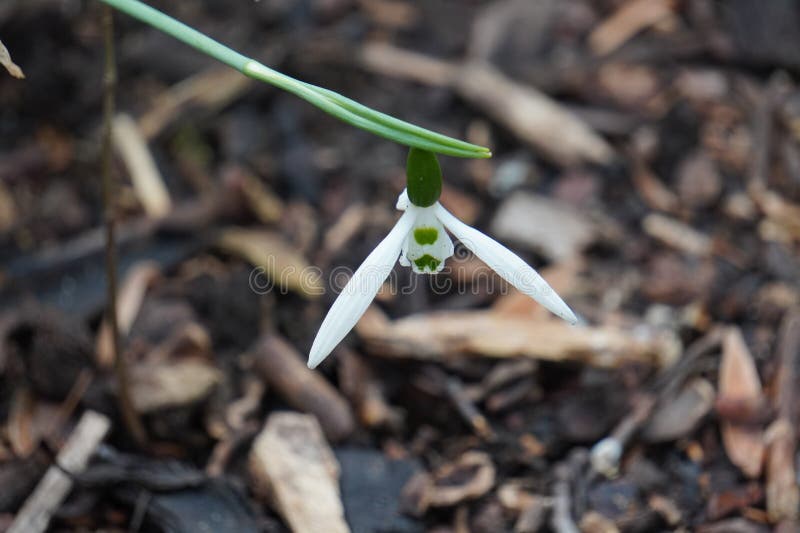 Snowdrop in the sun stock photo. Image of snowdrop, white - 273338392