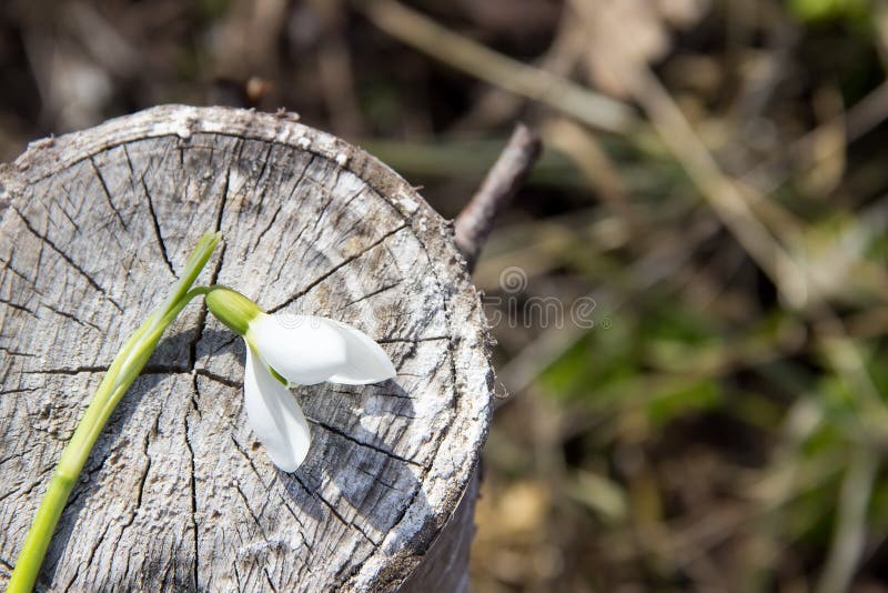 Snowdrop on a tree stump. stock image. Image of leaf - 87806421