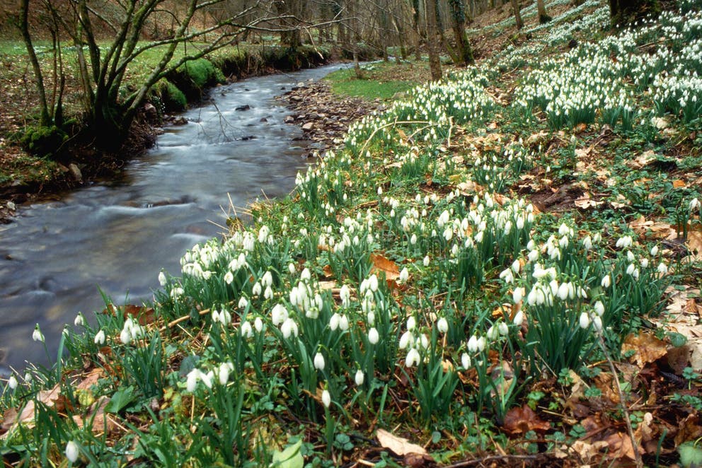 Snowdrop Valley, Exmoor, England Stock Image - Image of england, exmoor ...