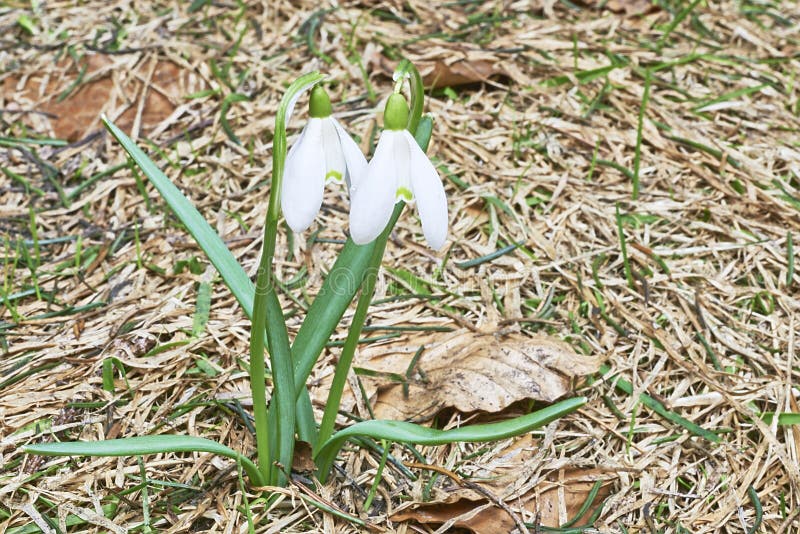Snowdrop stock photo. Image of closeup, green, natural - 52865428
