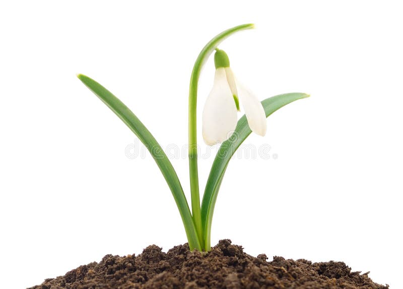 Snowdrop on white stock image. Image of isolated, leaf - 166230867