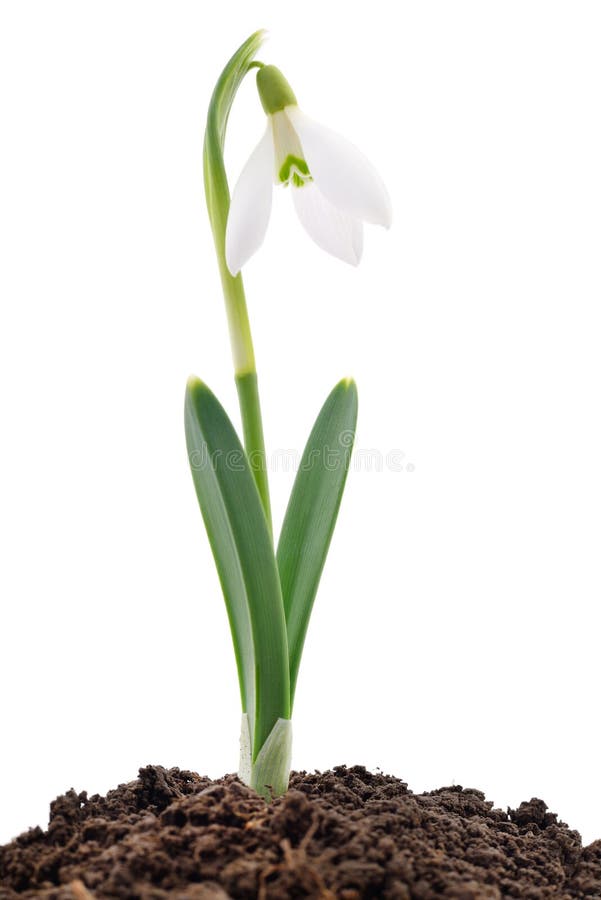 Snowdrop on white stock image. Image of black, closeup - 271051039