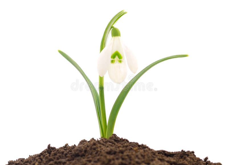 Snowdrop on white stock photo. Image of growth, color - 290690776