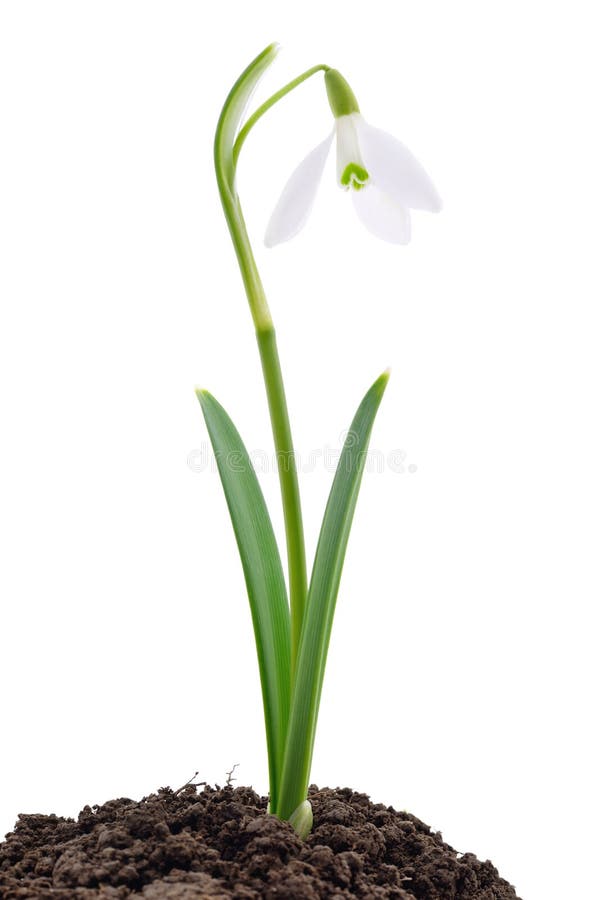 Snowdrop on white stock image. Image of closeup, studio - 356382783