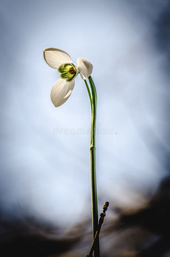 Snowdrop from Worms Eye View Stock Image - Image of february, easter ...